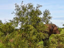 Elephant Hides Behind Tree From Tourists
