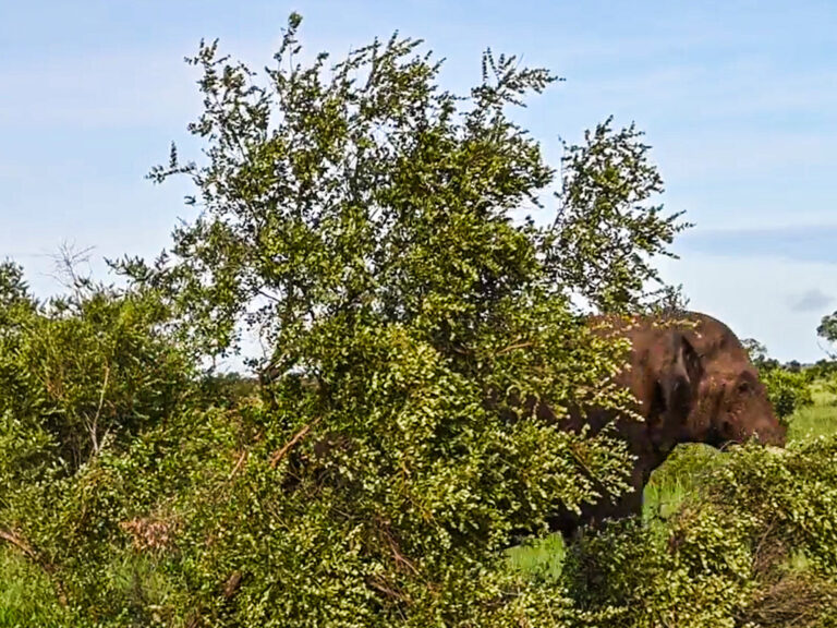Elephant Hides Behind Tree From Tourists