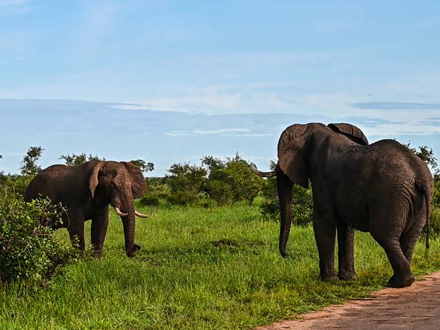Elephant Hides Behind Tree From Tourists