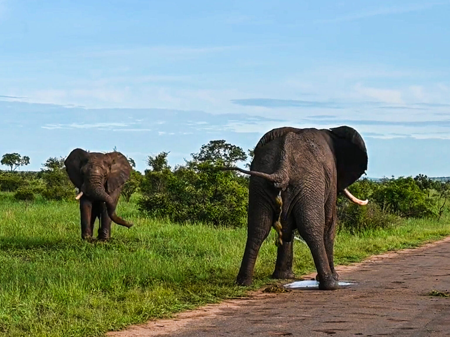 Elephant Hides Behind Tree From Tourists