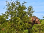 Elephant Hides Behind Tree From Tourists