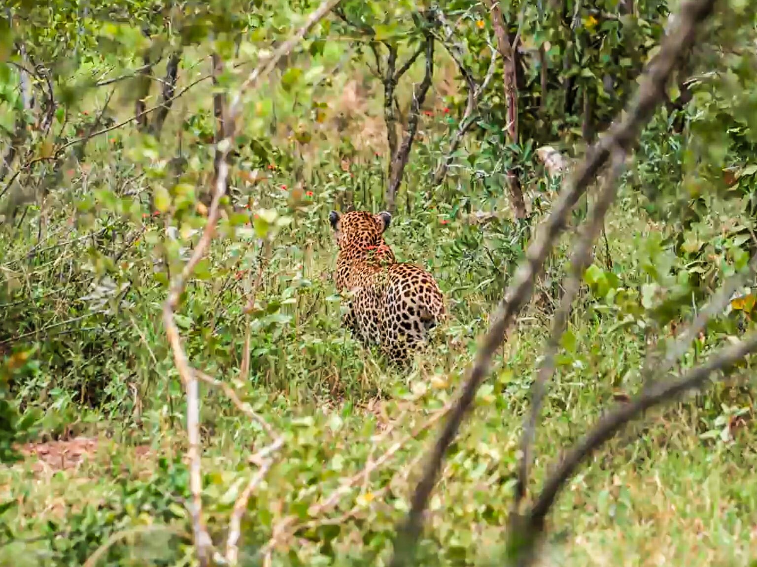 Leopard Successfully Hunts Nervous Impala