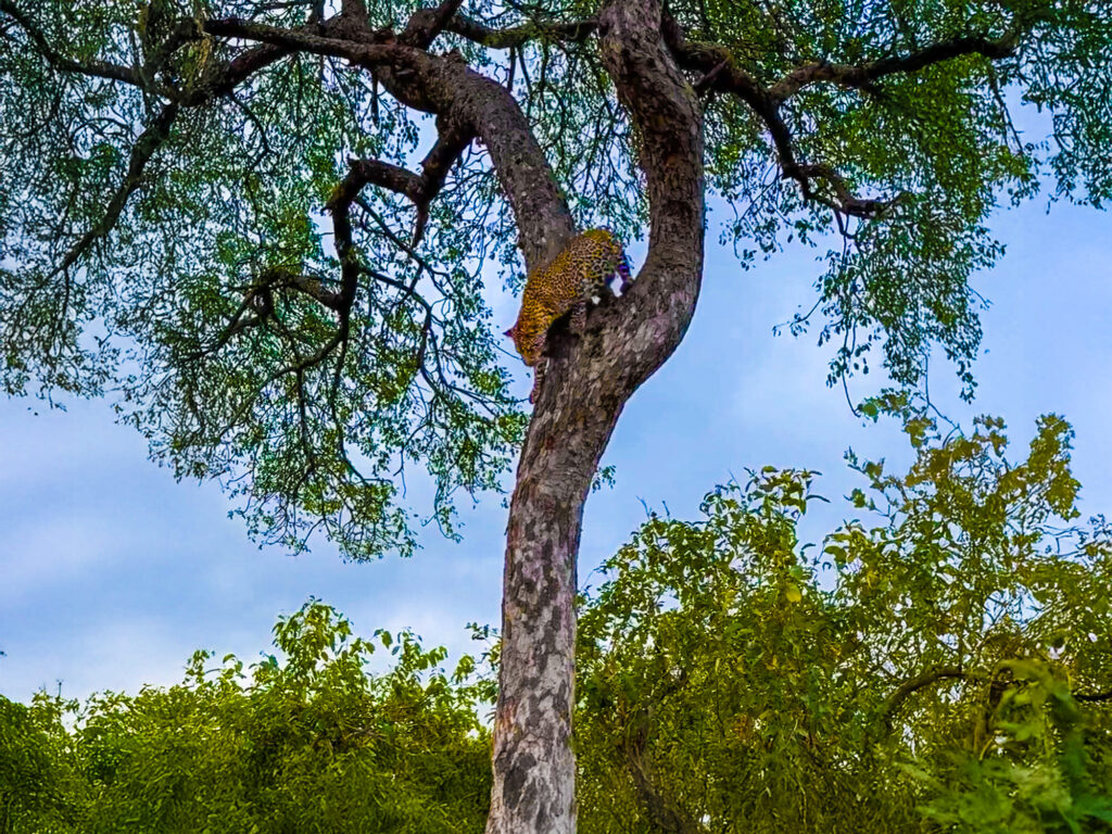 Leopardess Takes A Leap Of Faith