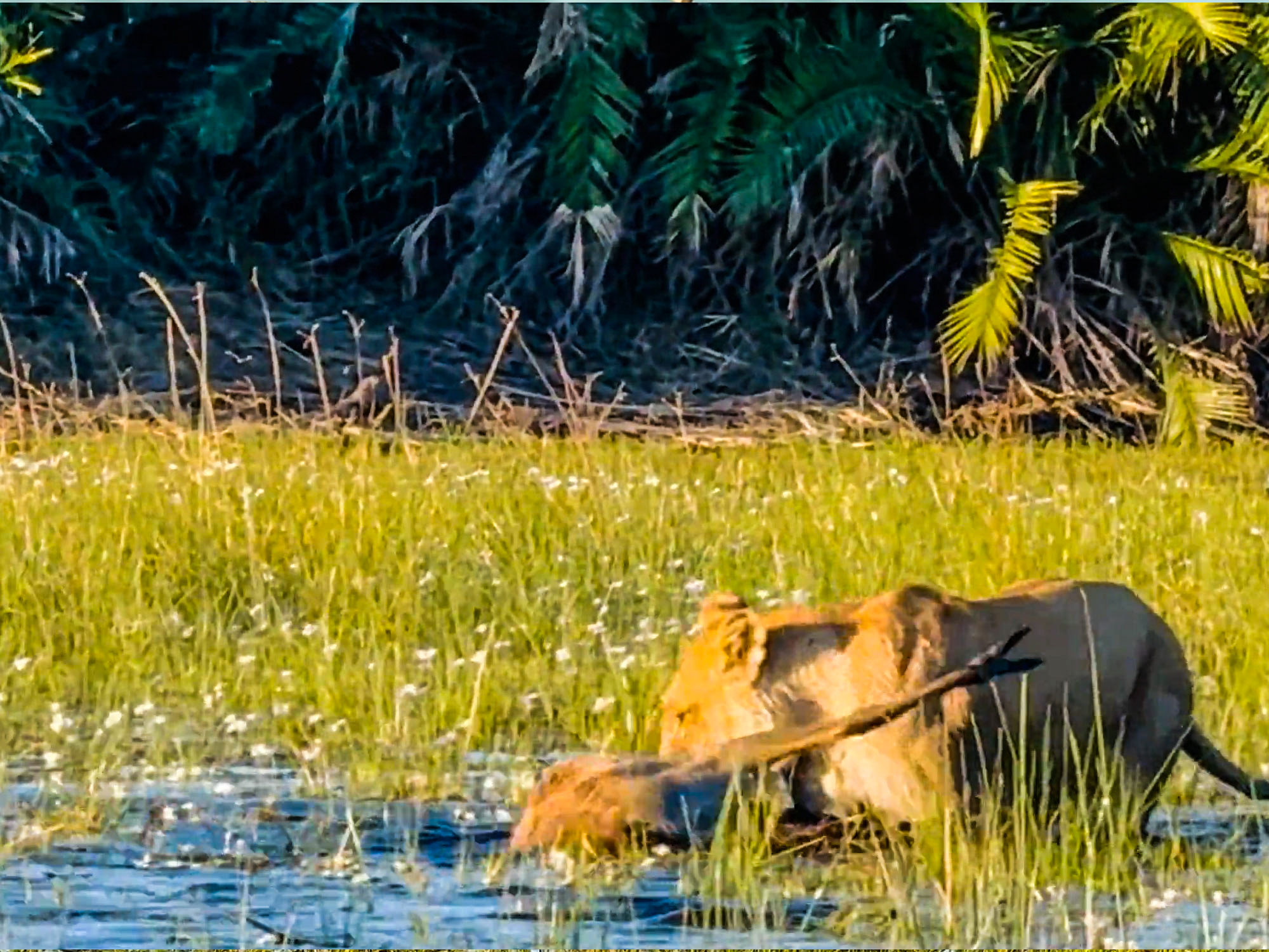 Lioness Snatches Red Lechwe From Nile Crocodile