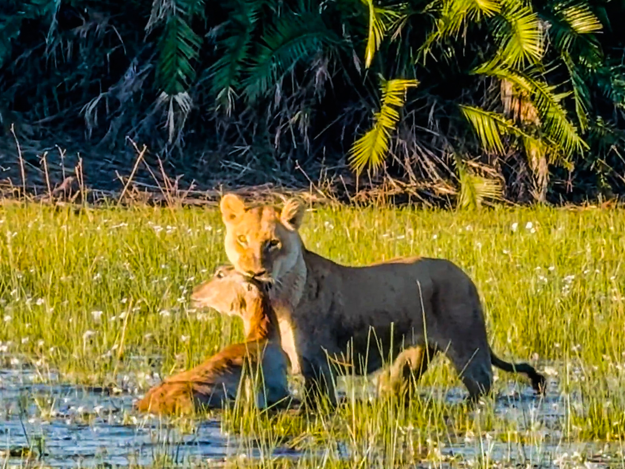 Lioness Snatches Red Lechwe From Nile Crocodile