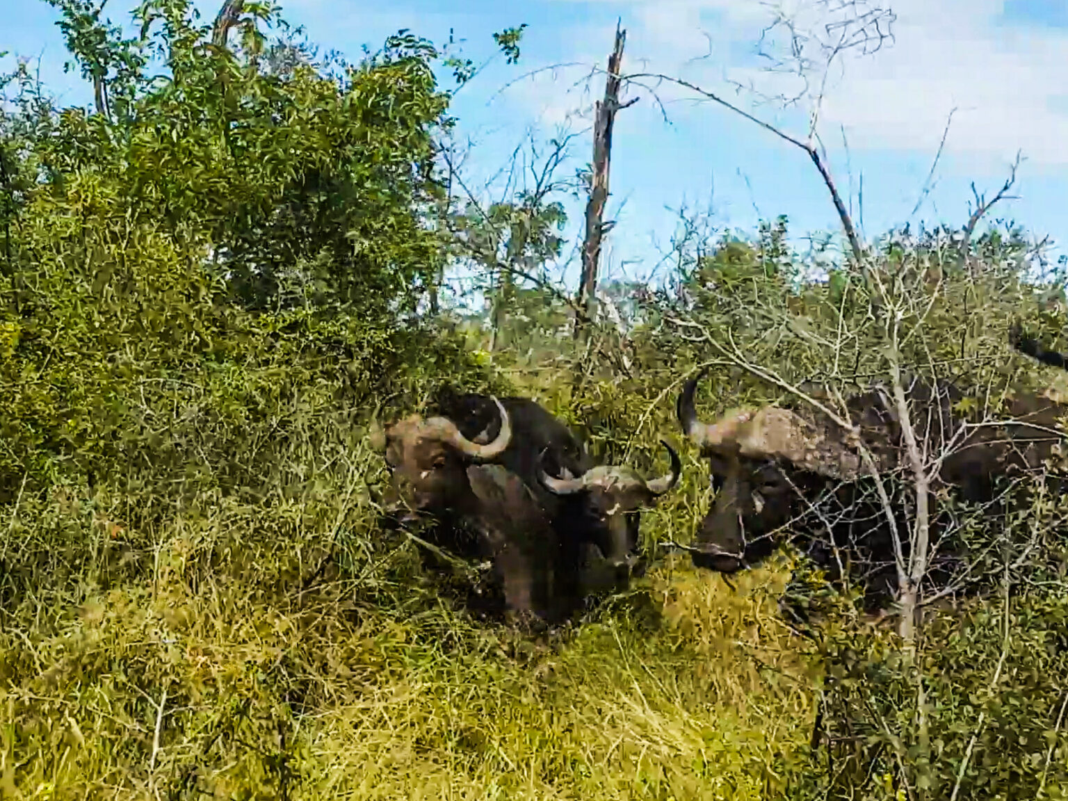 Lions Hunt Buffalo Calf Left Behind By Herd