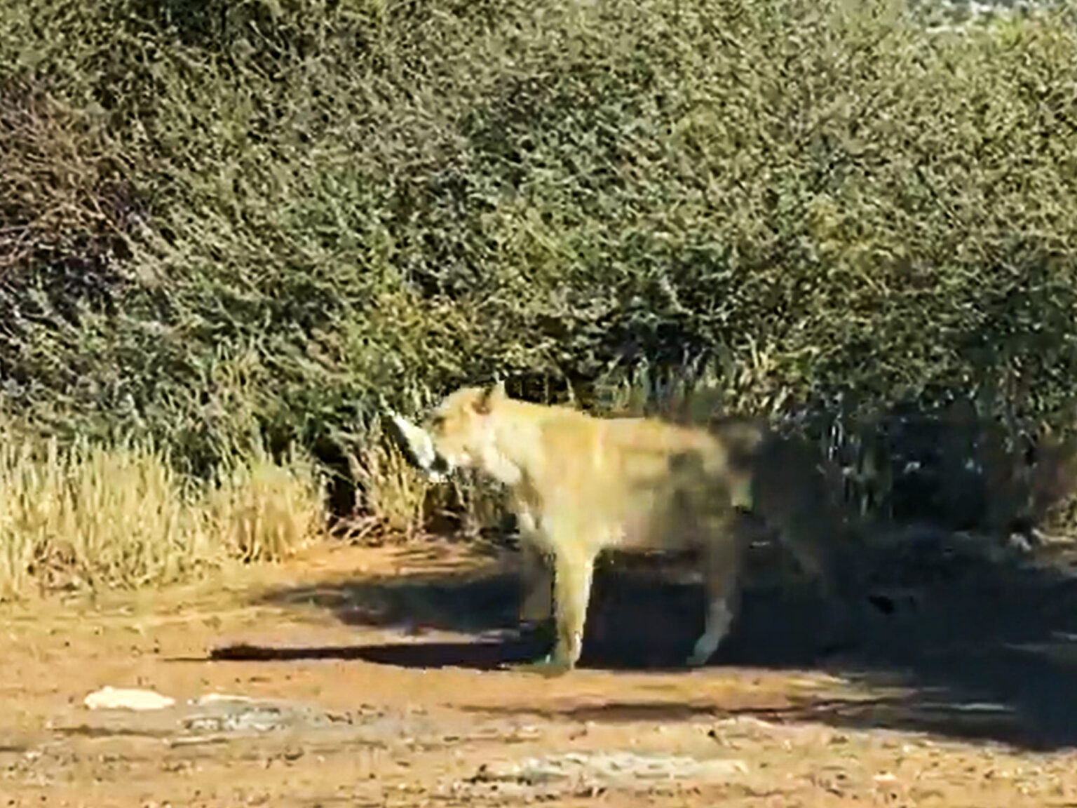Lions Raid Safari Campsite For Easy Meal