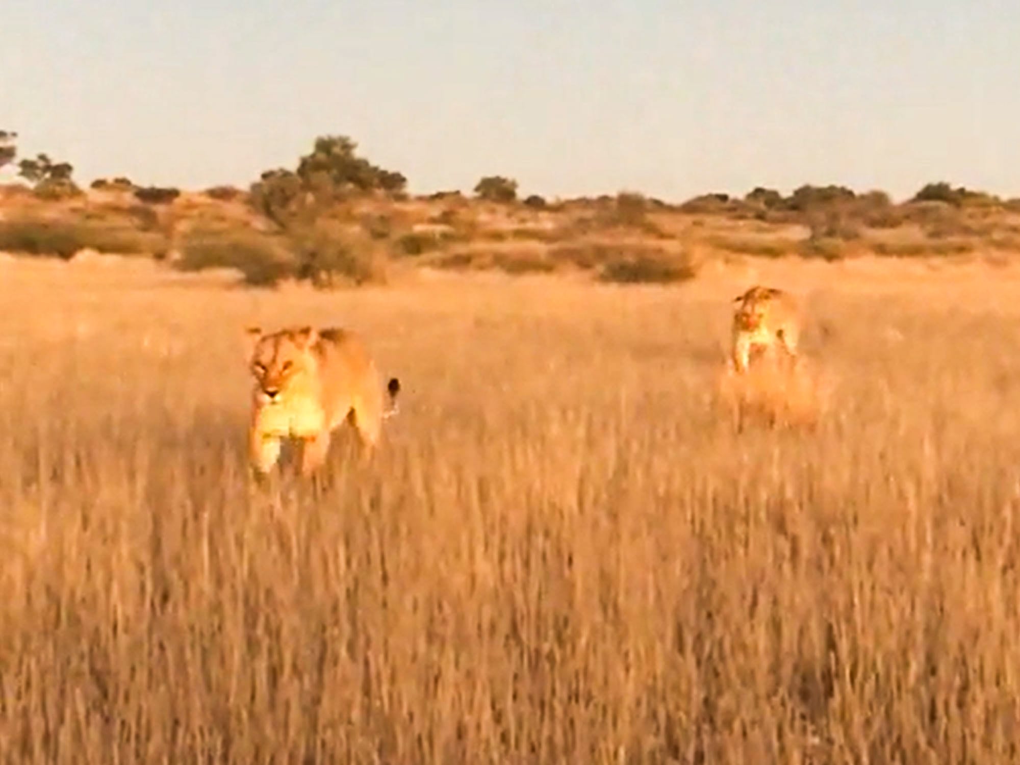 Lions Raid Safari Campsite For Easy Meal