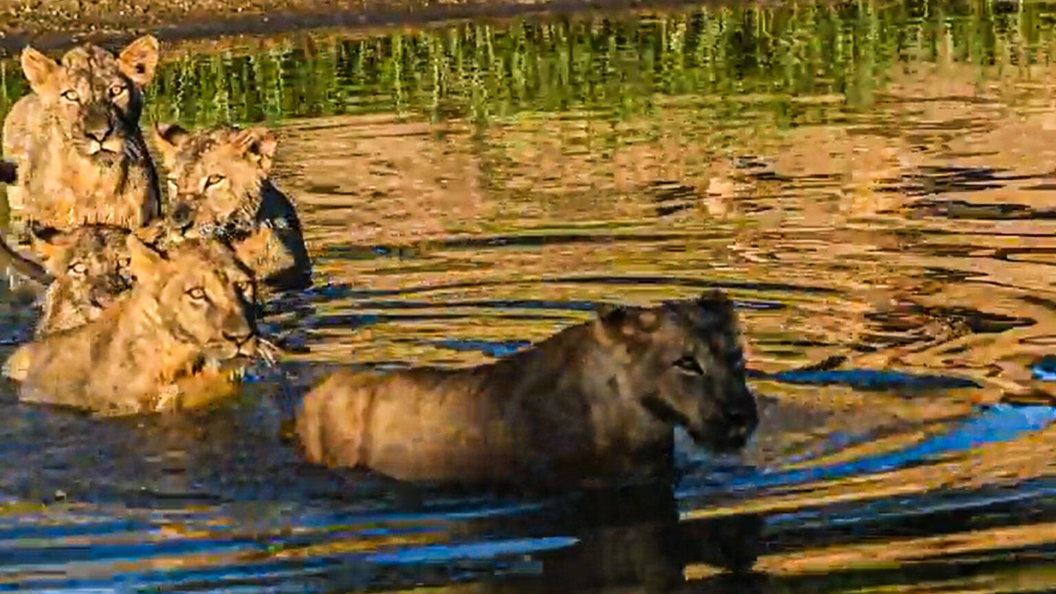 Lions Swim And Feast On Buffalo In Dam