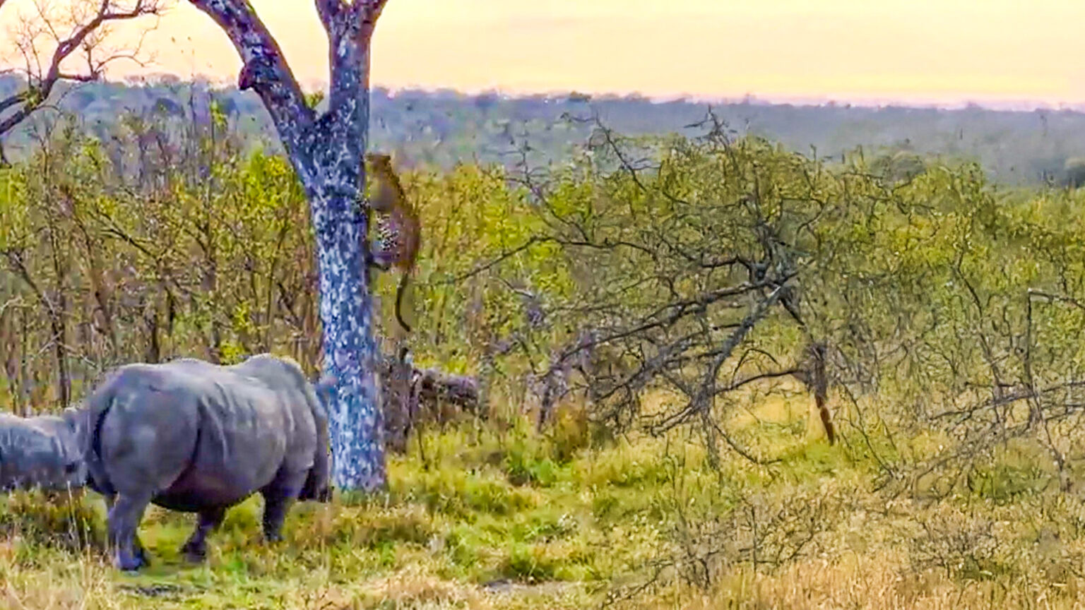 Rhinos Force Leopard to Flee Up Tree