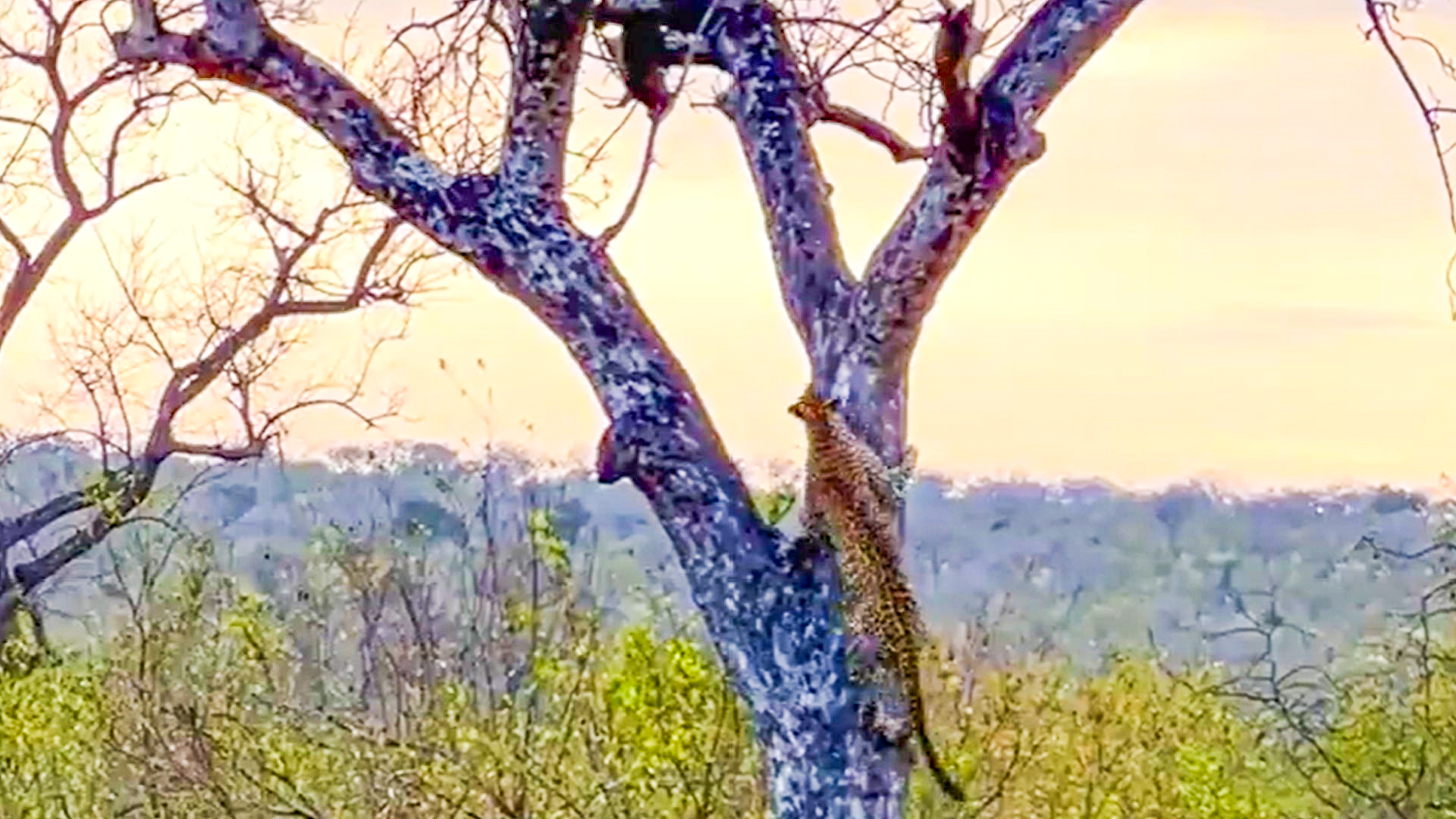 Rhinos Force Leopard to Flee Up Tree