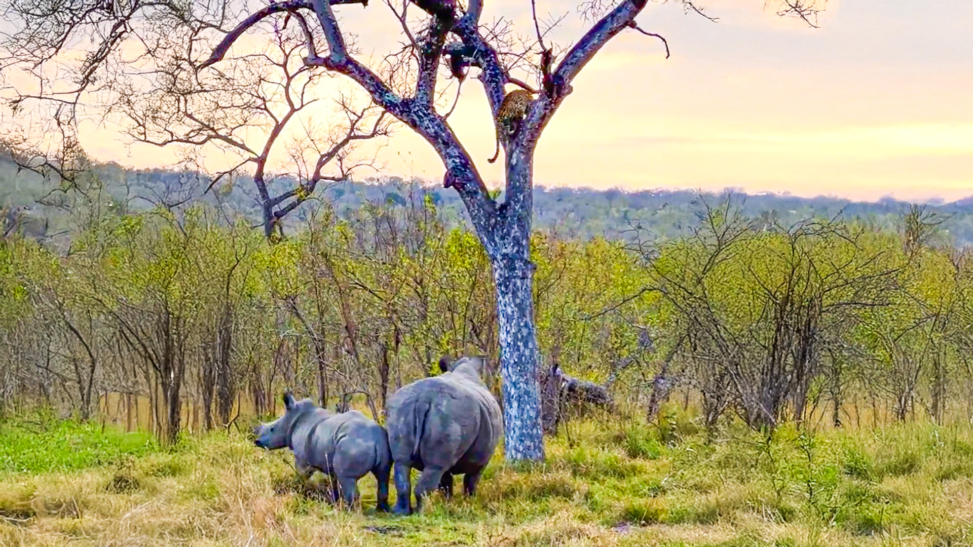 Rhinos Force Leopard to Flee Up Tree