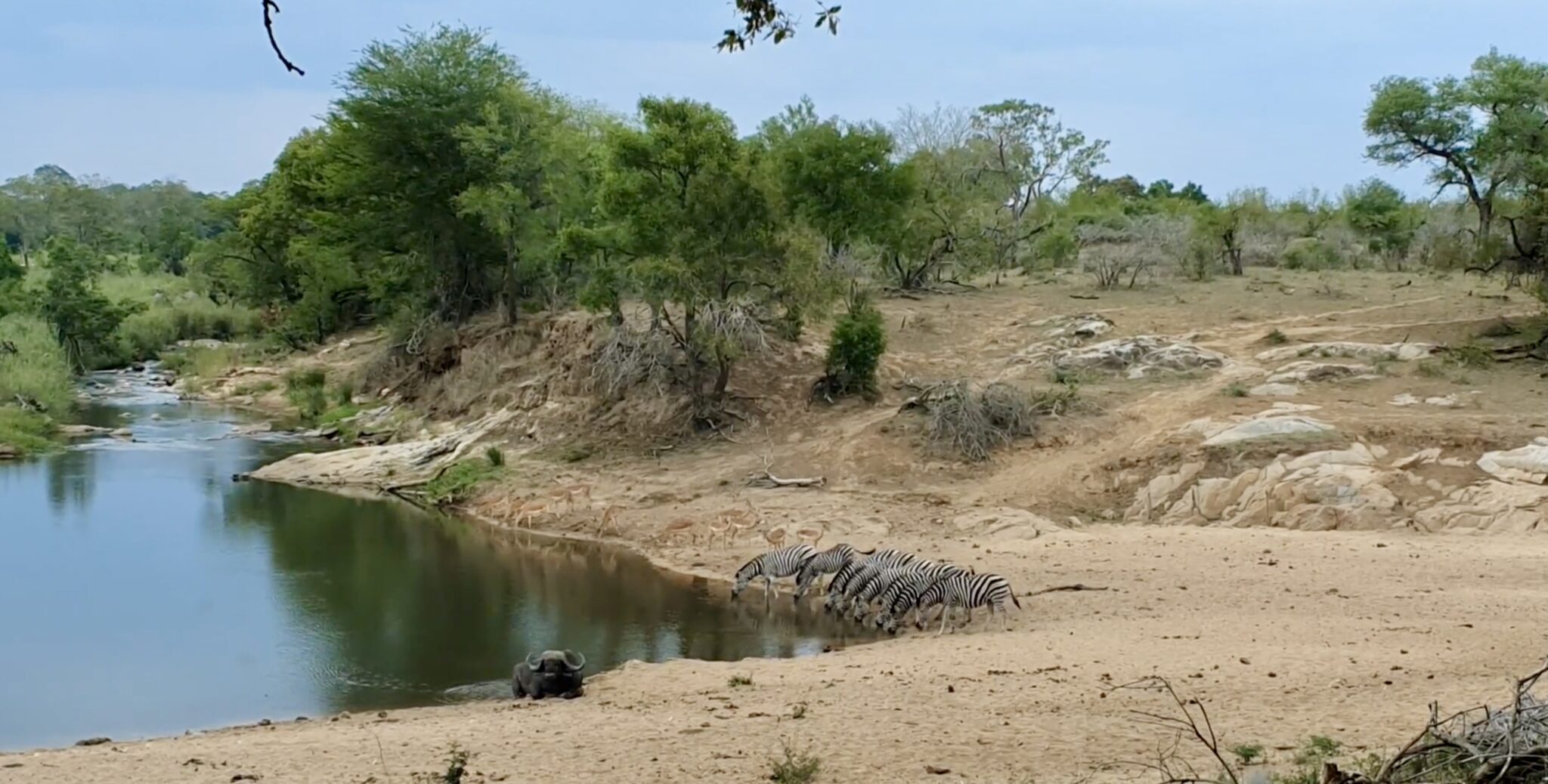 Zebra Gets Shock: Crocodile Ambush Caught Live