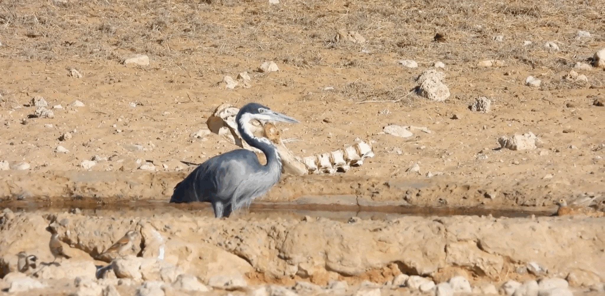 Heron Catches And Swallows Three Birds Alive