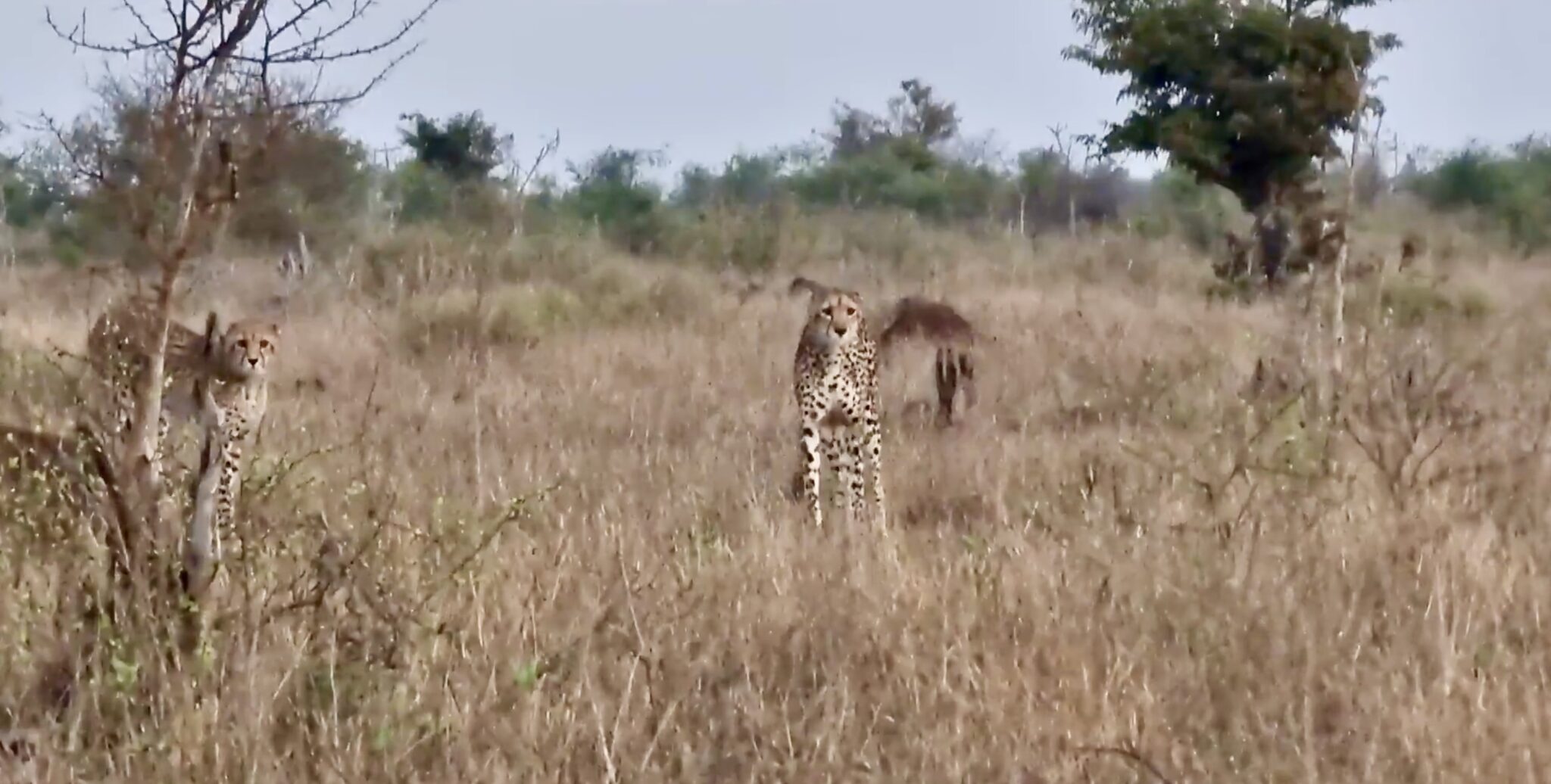Cheetah Defends Cubs From Wild Dog Ambush