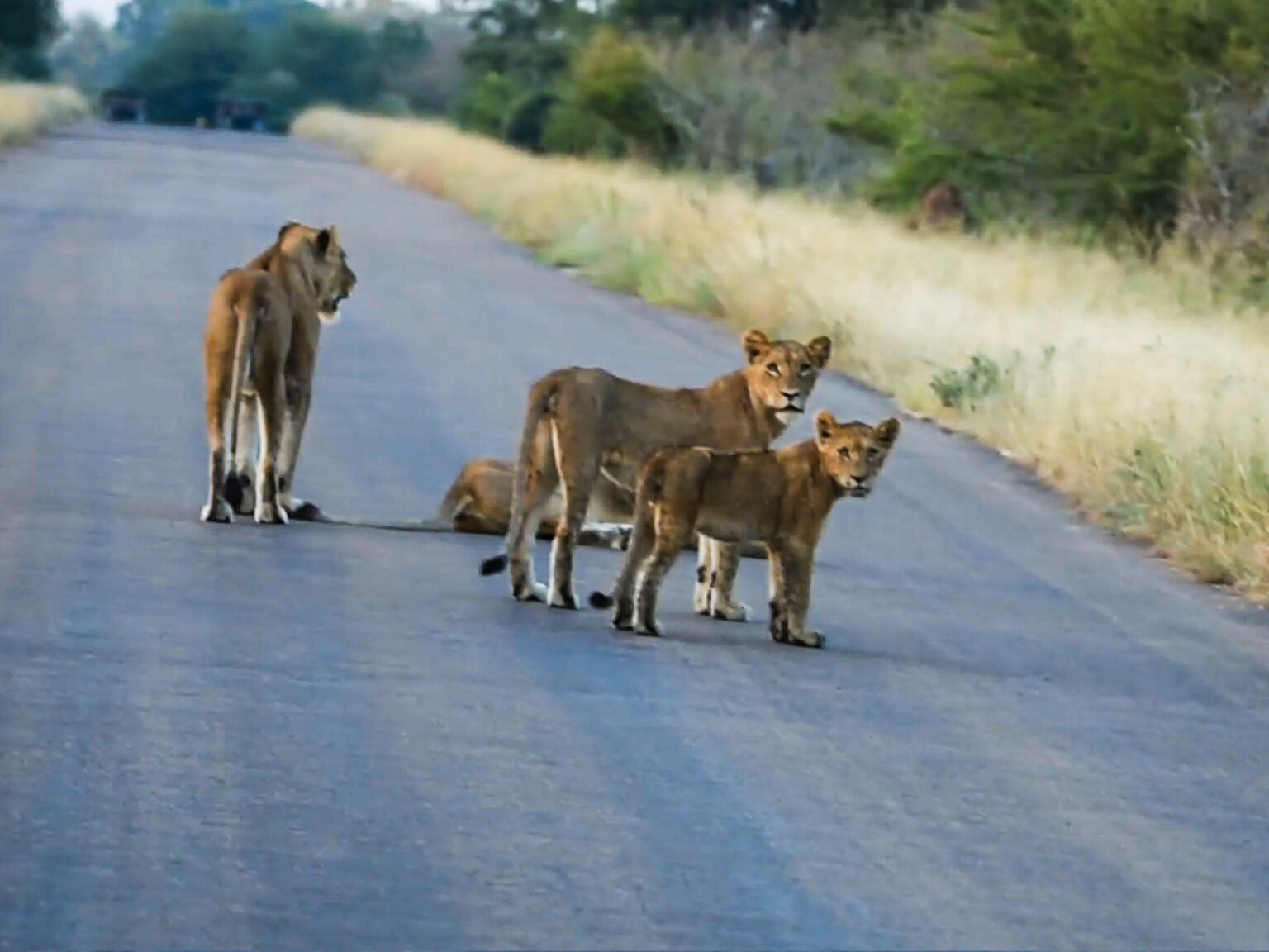 Two Lion Prides Meet On Safari Road