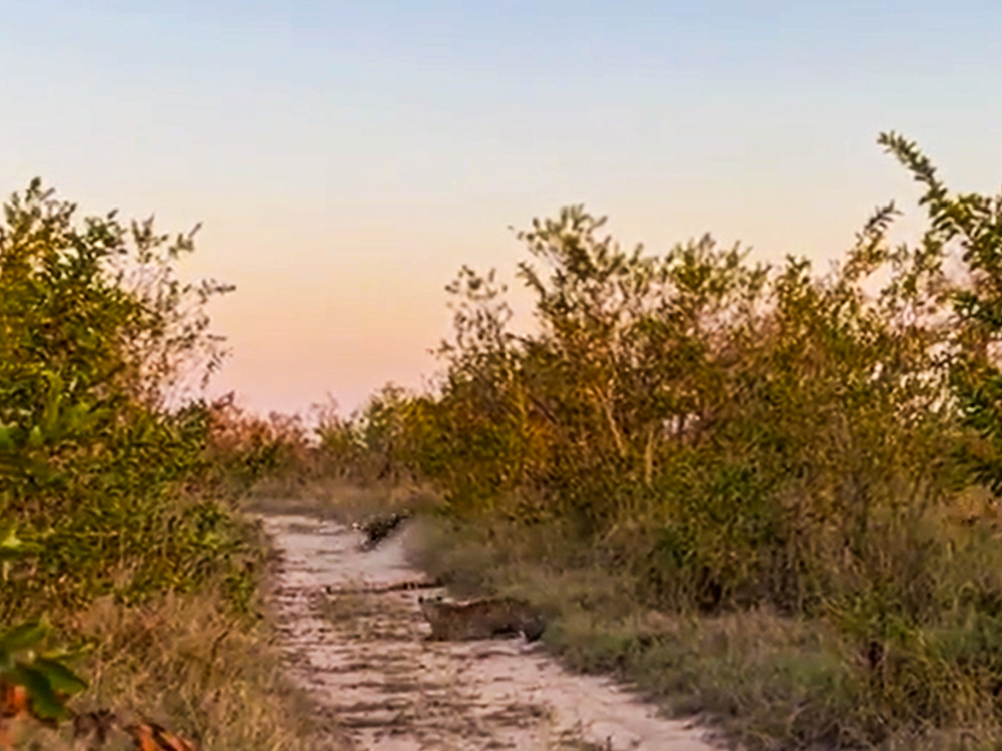 Wild Dogs Chase Leopard During Hunt