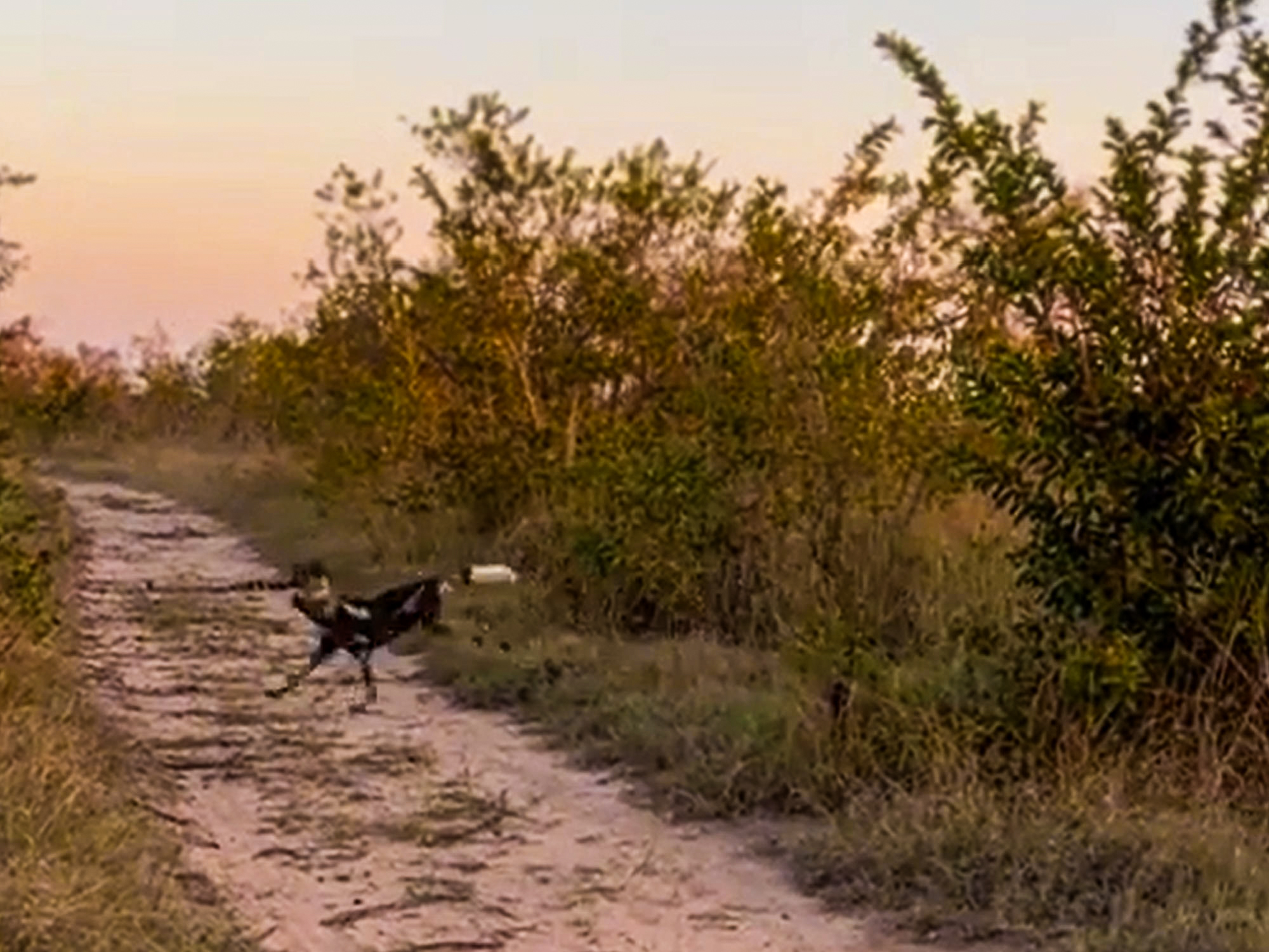 Wild Dogs Chase Leopard During Hunt