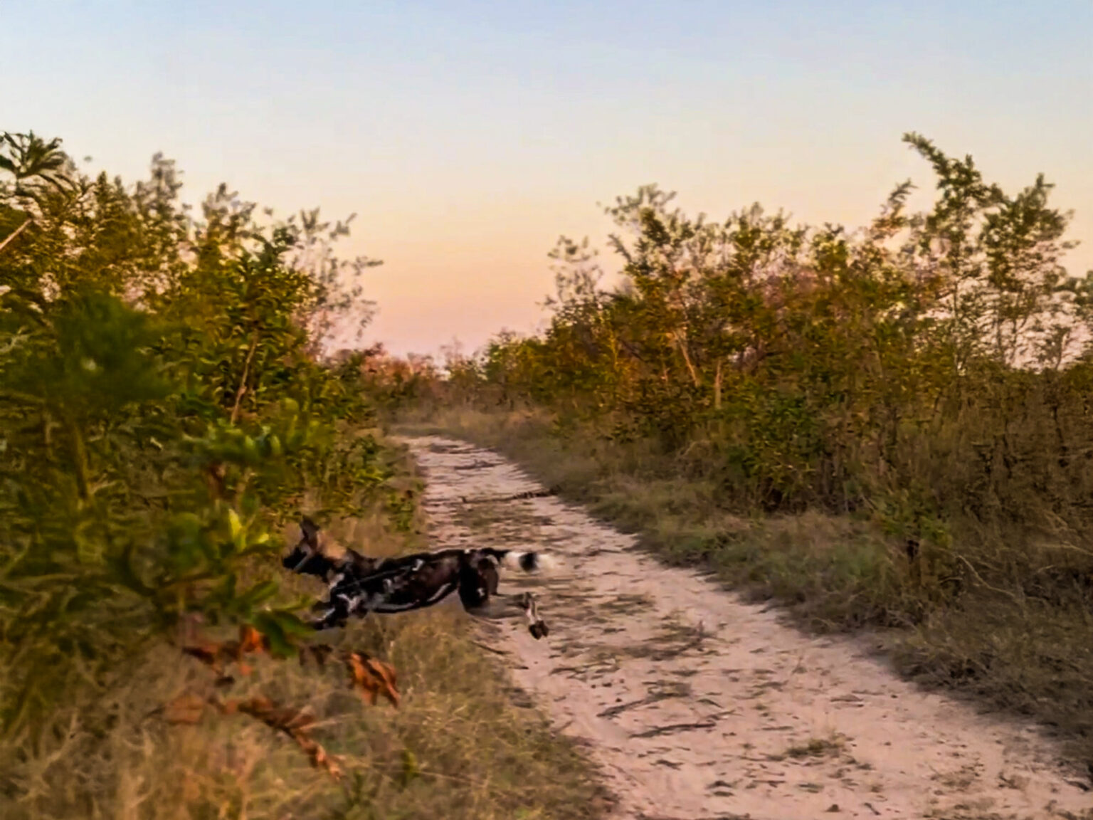 Wild Dogs Chase Leopard During Hunt