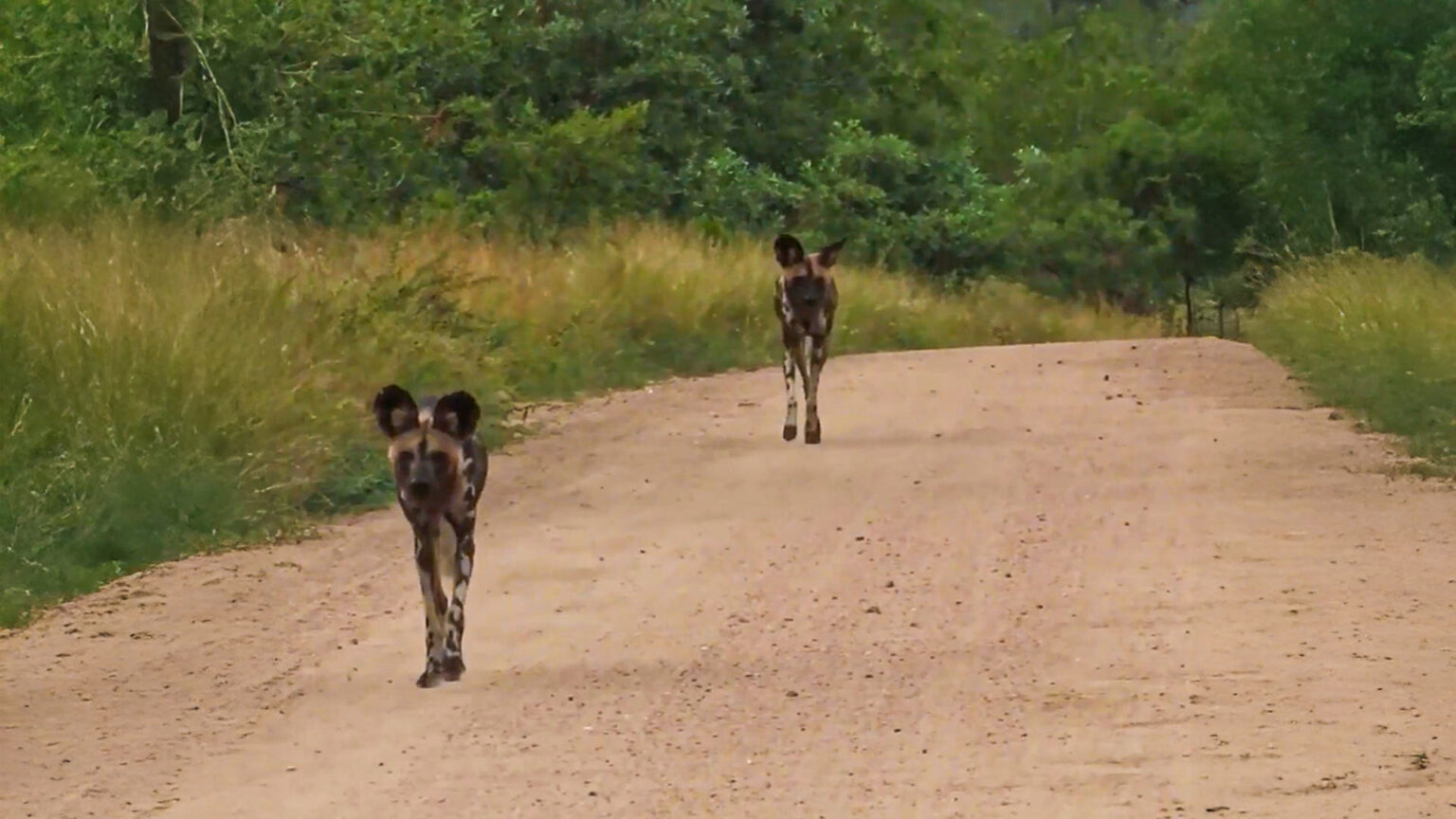 Wild Dogs Chase Leopard Up Tree In Dramatic Turn