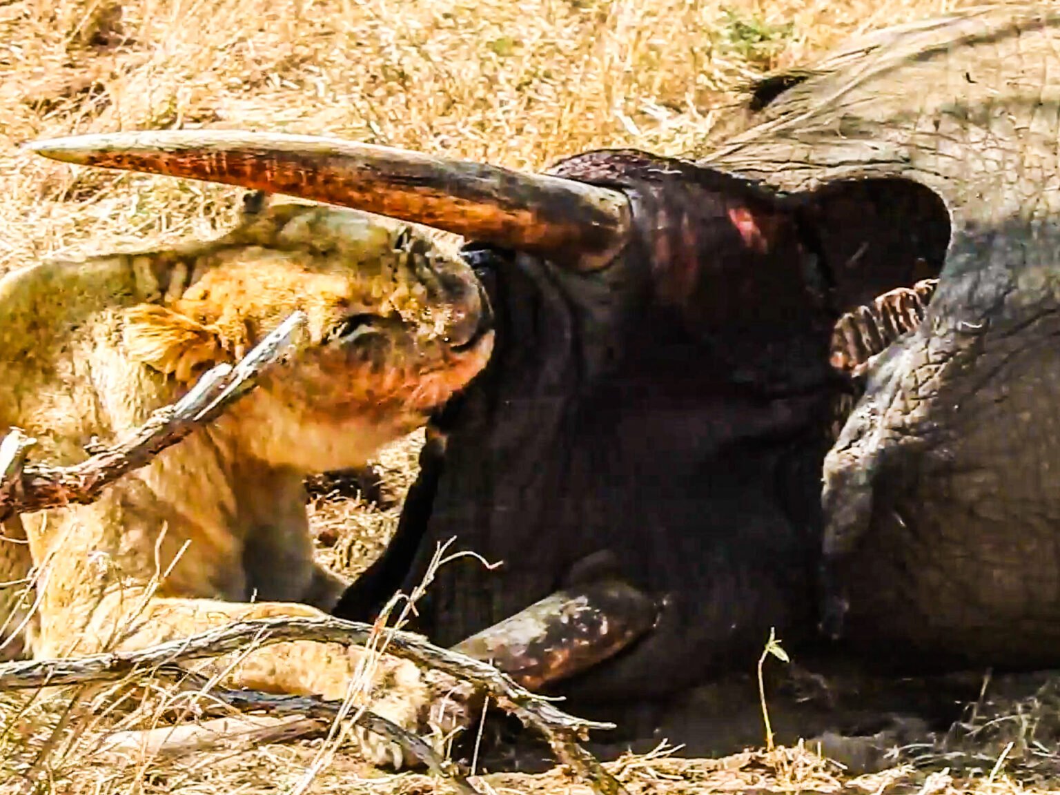 Hyena Hides Inside Carcass From Prowling Lion