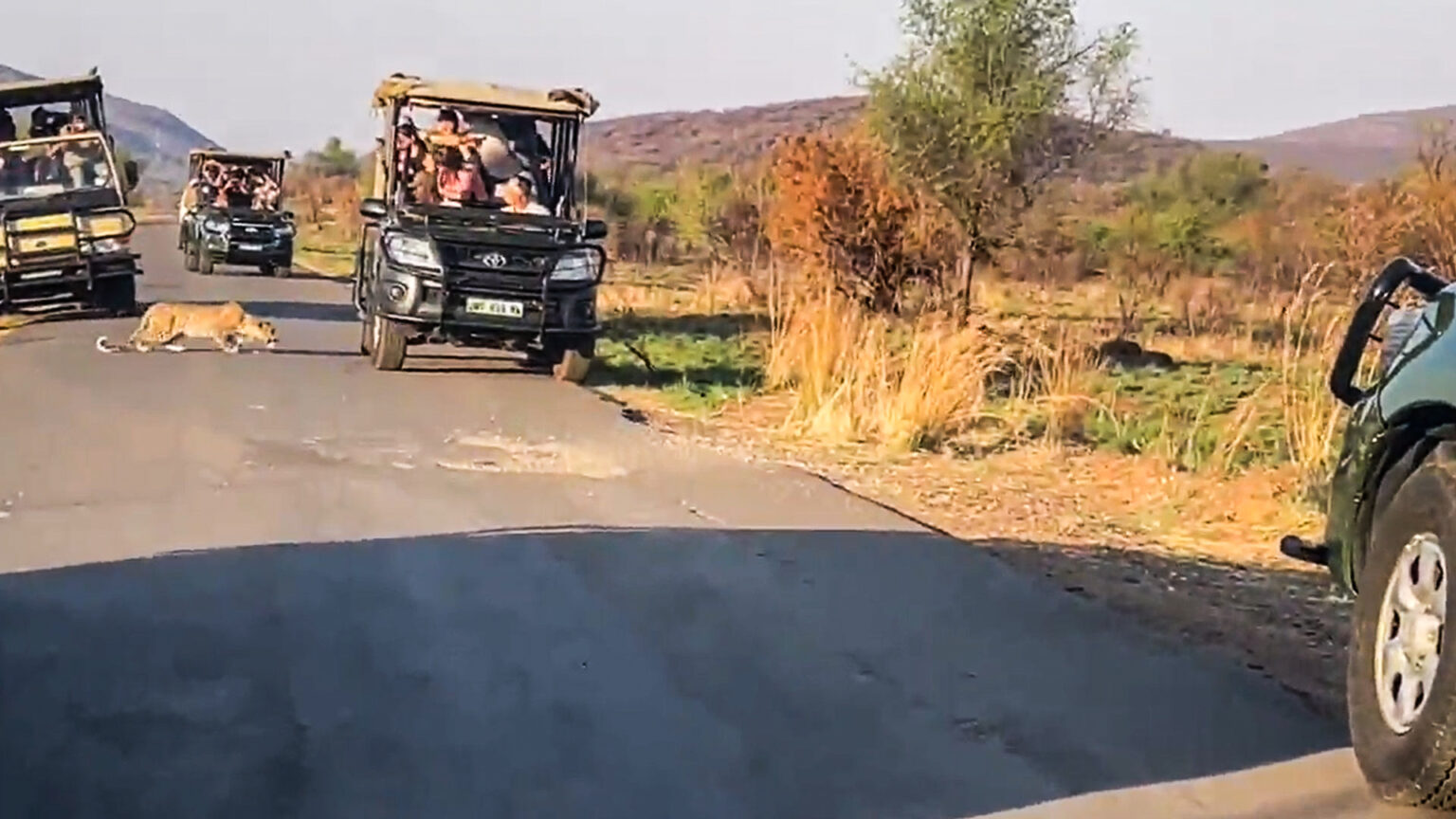 Leopard Crawls Under Safari Jeep