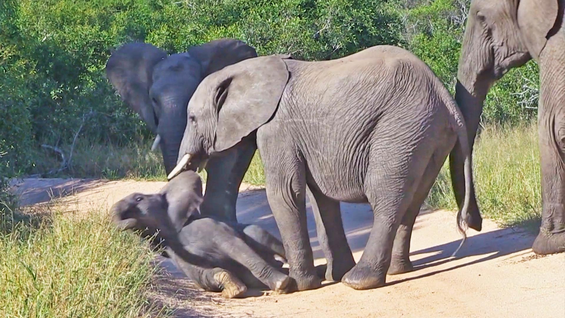 Teen Elephants Knock Over Baby In Play
