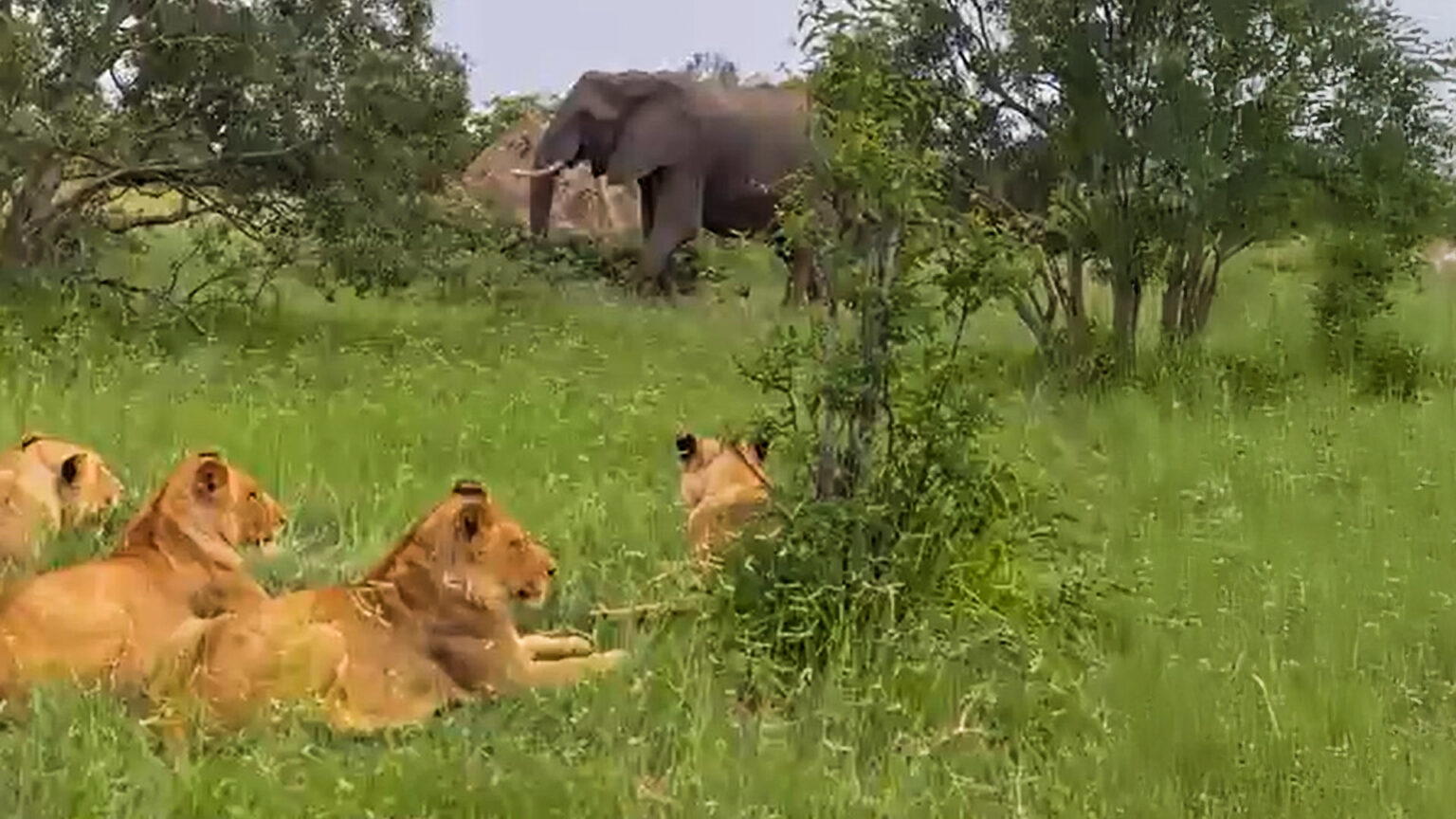Elephant Cow Charges In To Scare Off Lions