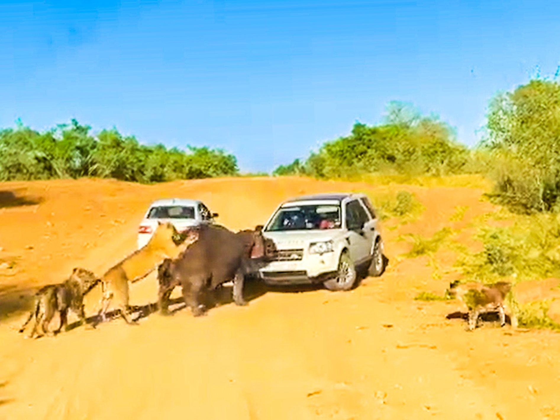 Hippo Bites Land Rover As Lions Attack Nearby