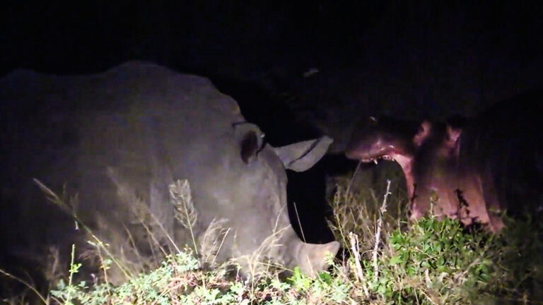 Hippo Picks Teeth With Rhino's Sharp Horn