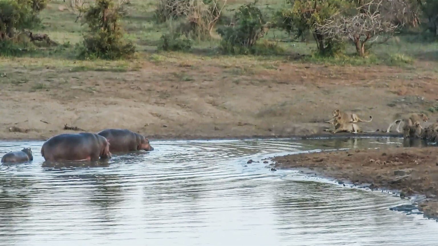 Hippo Stands Off With 15 Lions At River