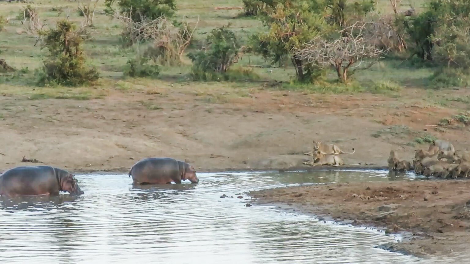 Hippo Stands Off With 15 Lions At River