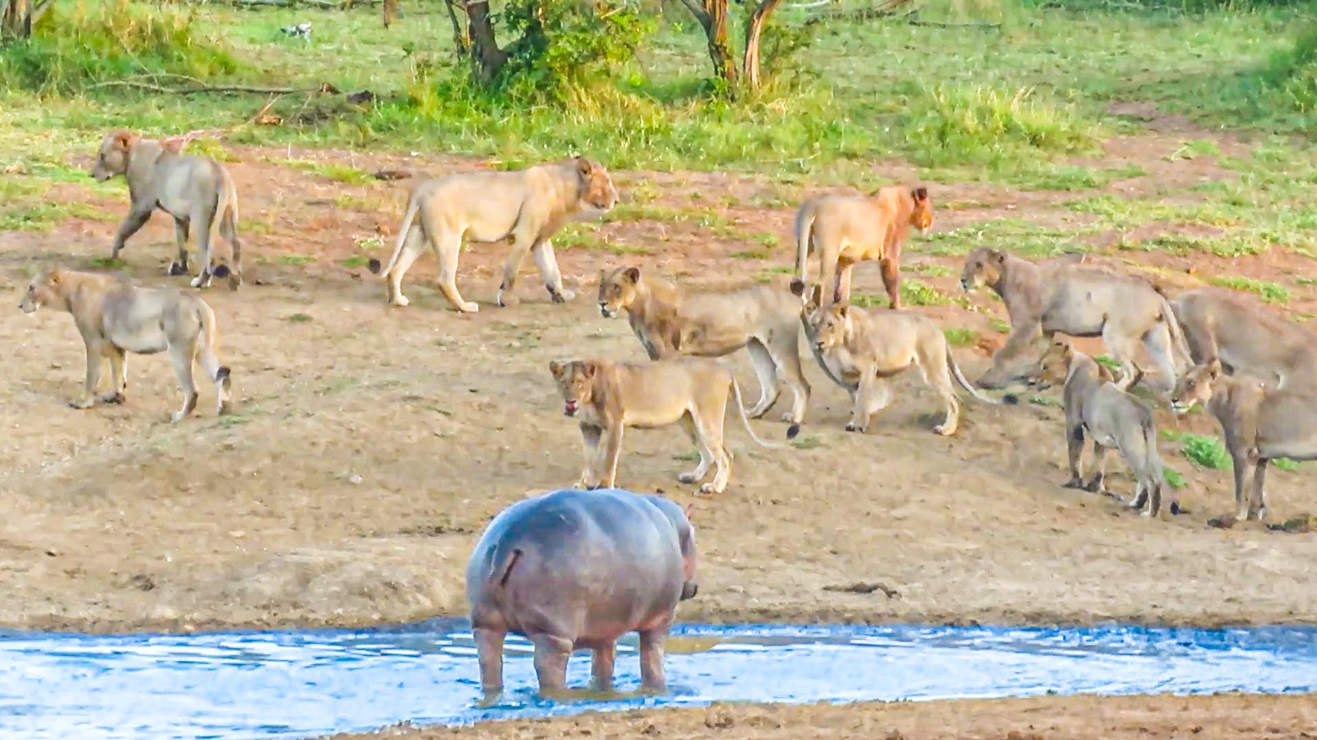 Hippo Stands Off With 15 Lions At River