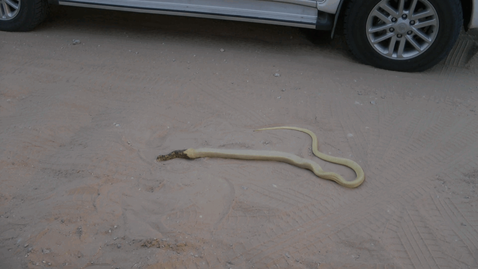 Snake Eats Fellow Snake In Savage Twist