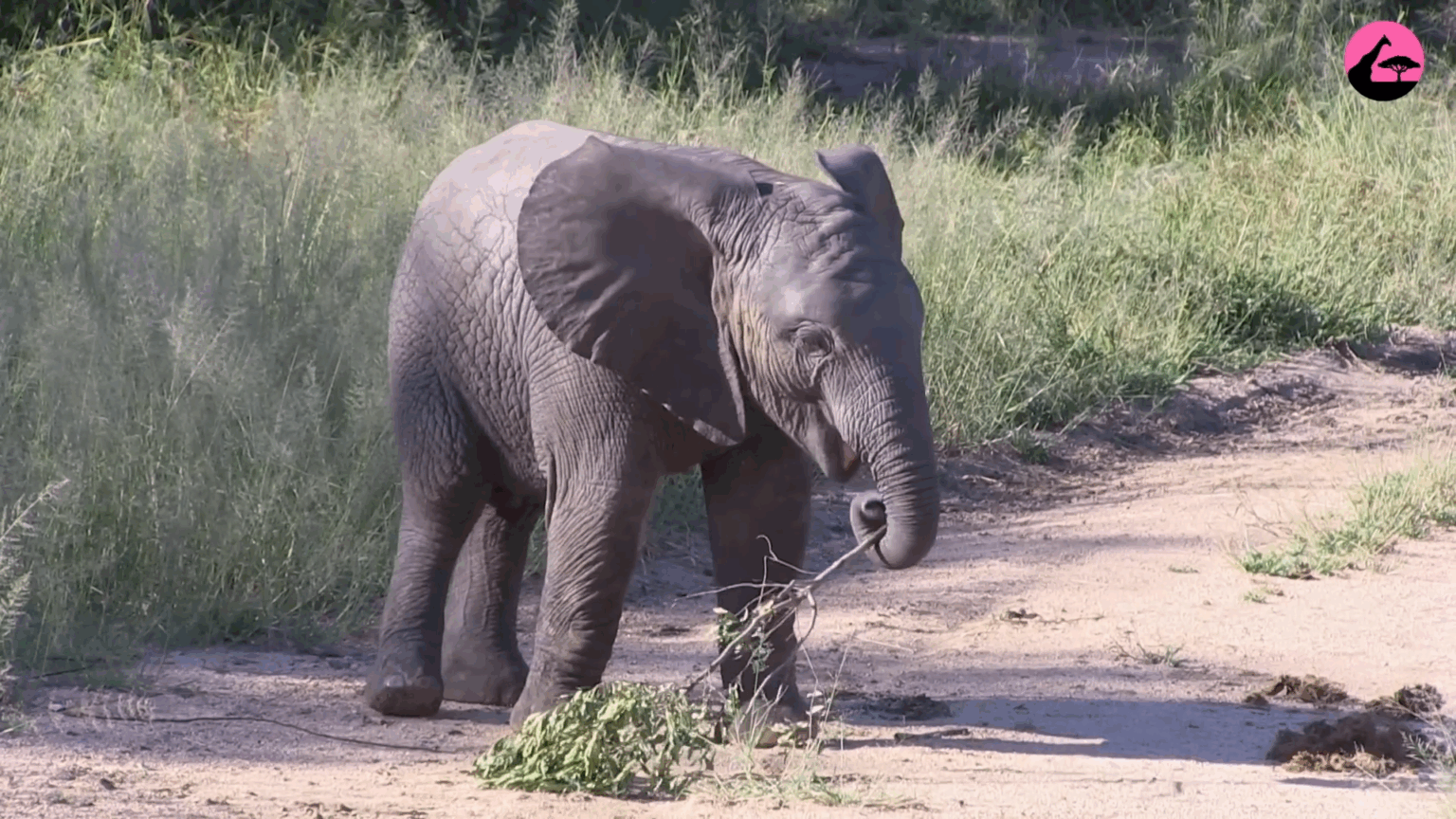 Teen Elephants Knock Over Baby In Play