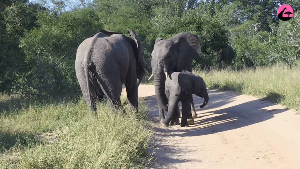 Teen Elephants Knock Over Baby In Play