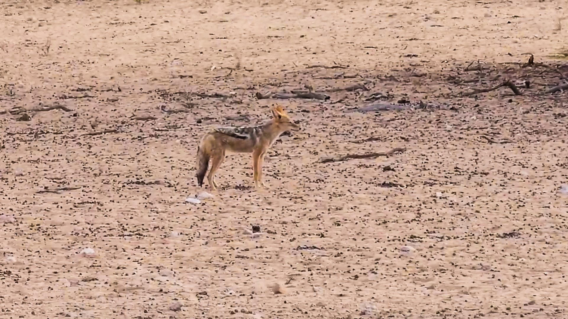 Jackal Taunts Resting Leopard In Shade
