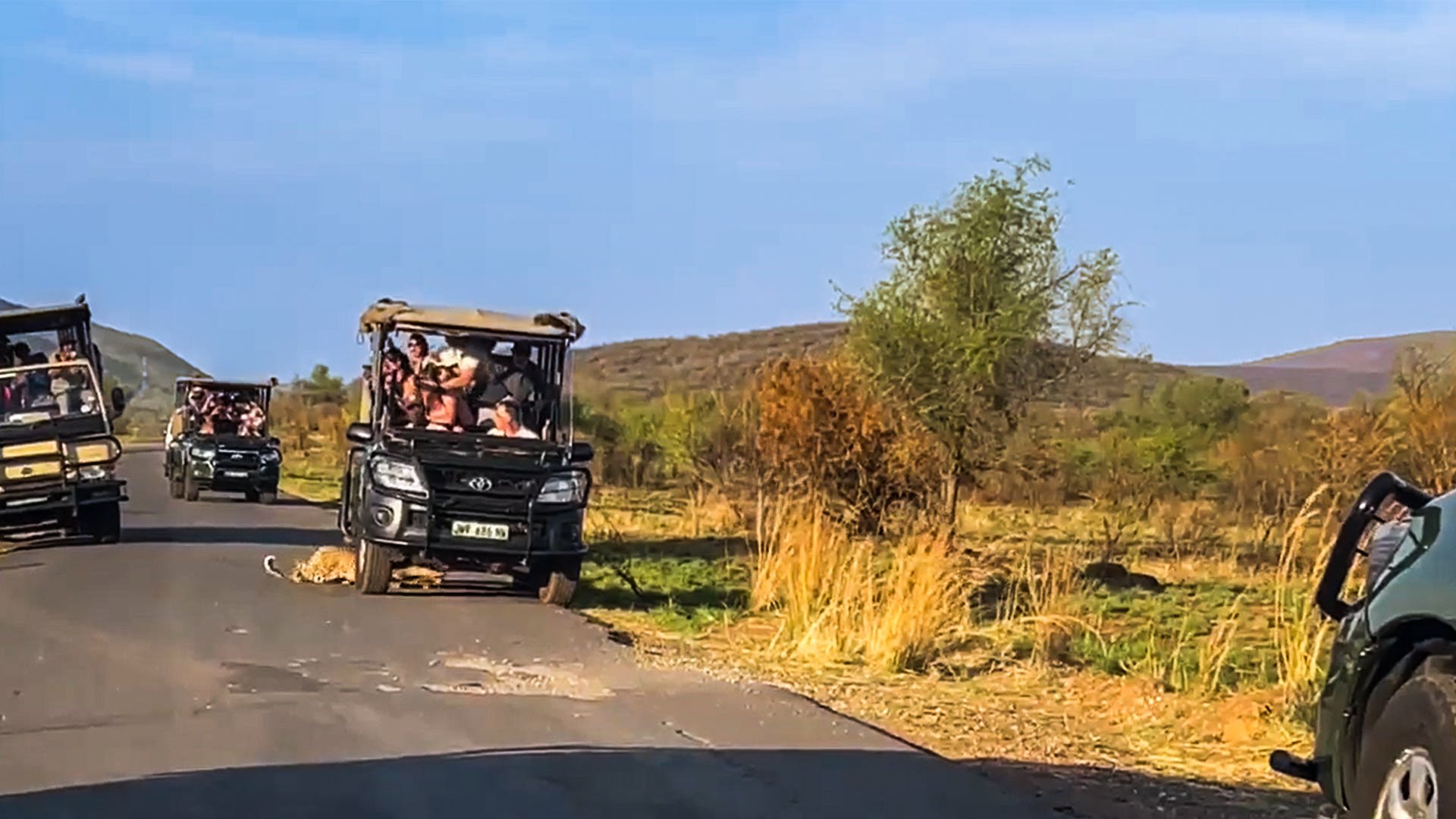 Leopard Crawls Under Safari Jeep