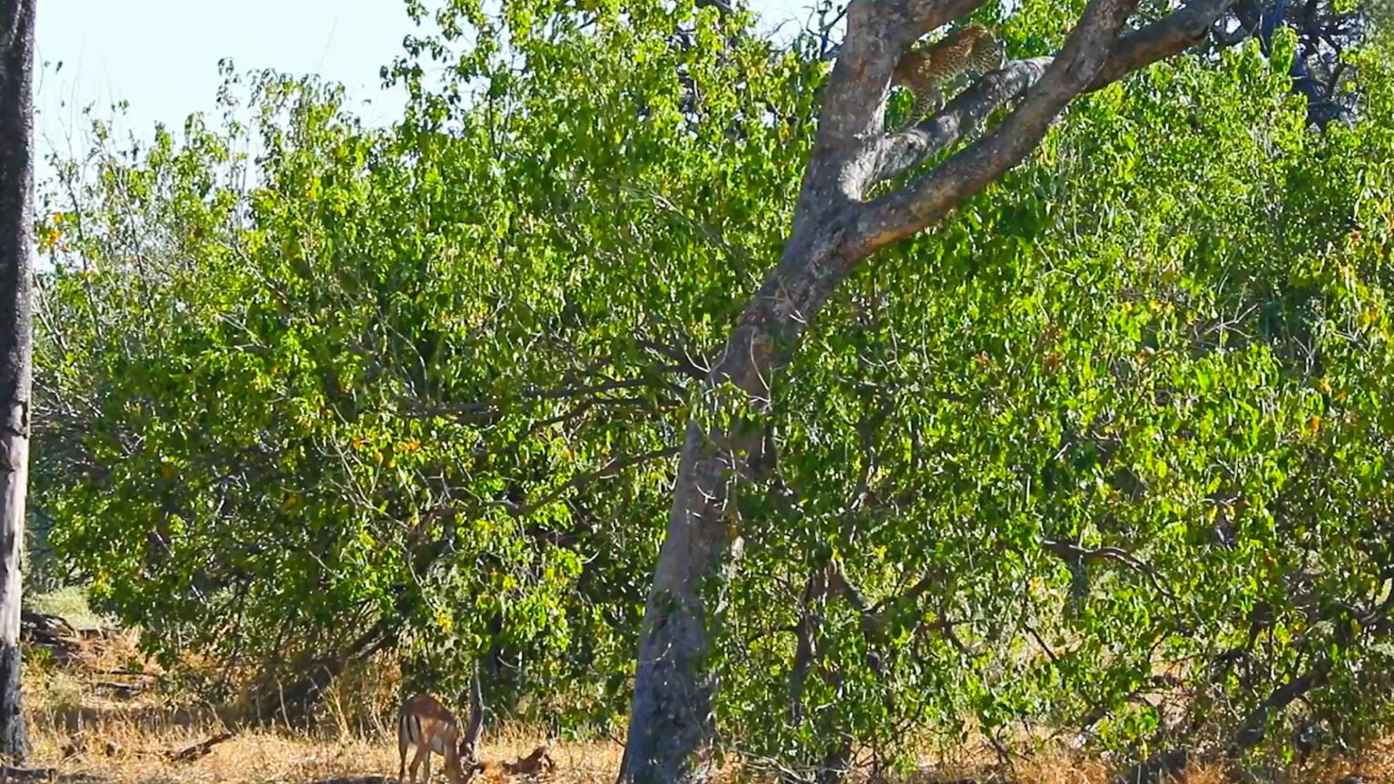 Leopard Drops From Tree In Sudden Attack