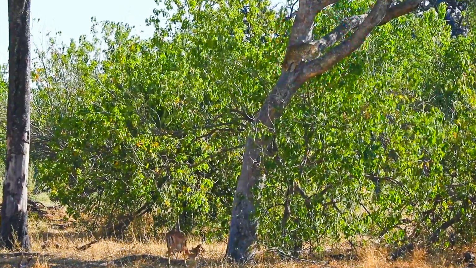 Leopard Drops From Tree In Sudden Attack