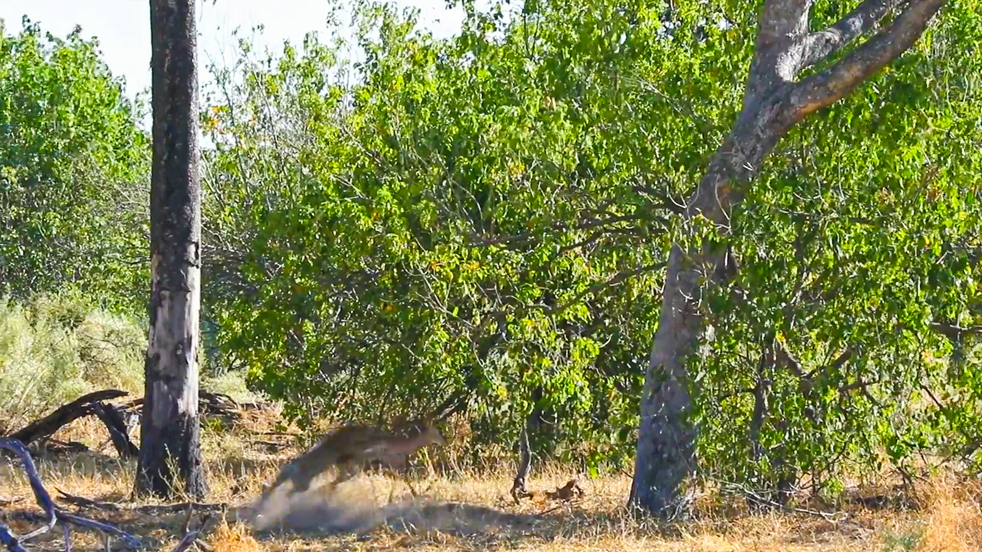 Leopard Drops From Tree In Sudden Attack