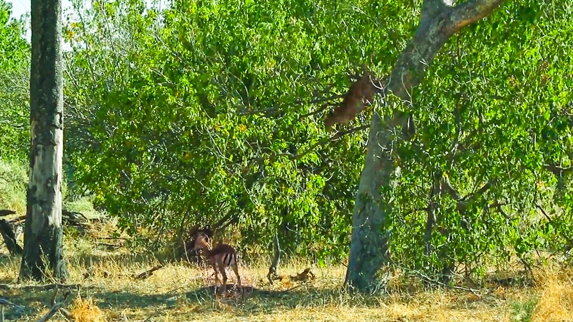 Leopard Drops From Tree In Sudden Attack