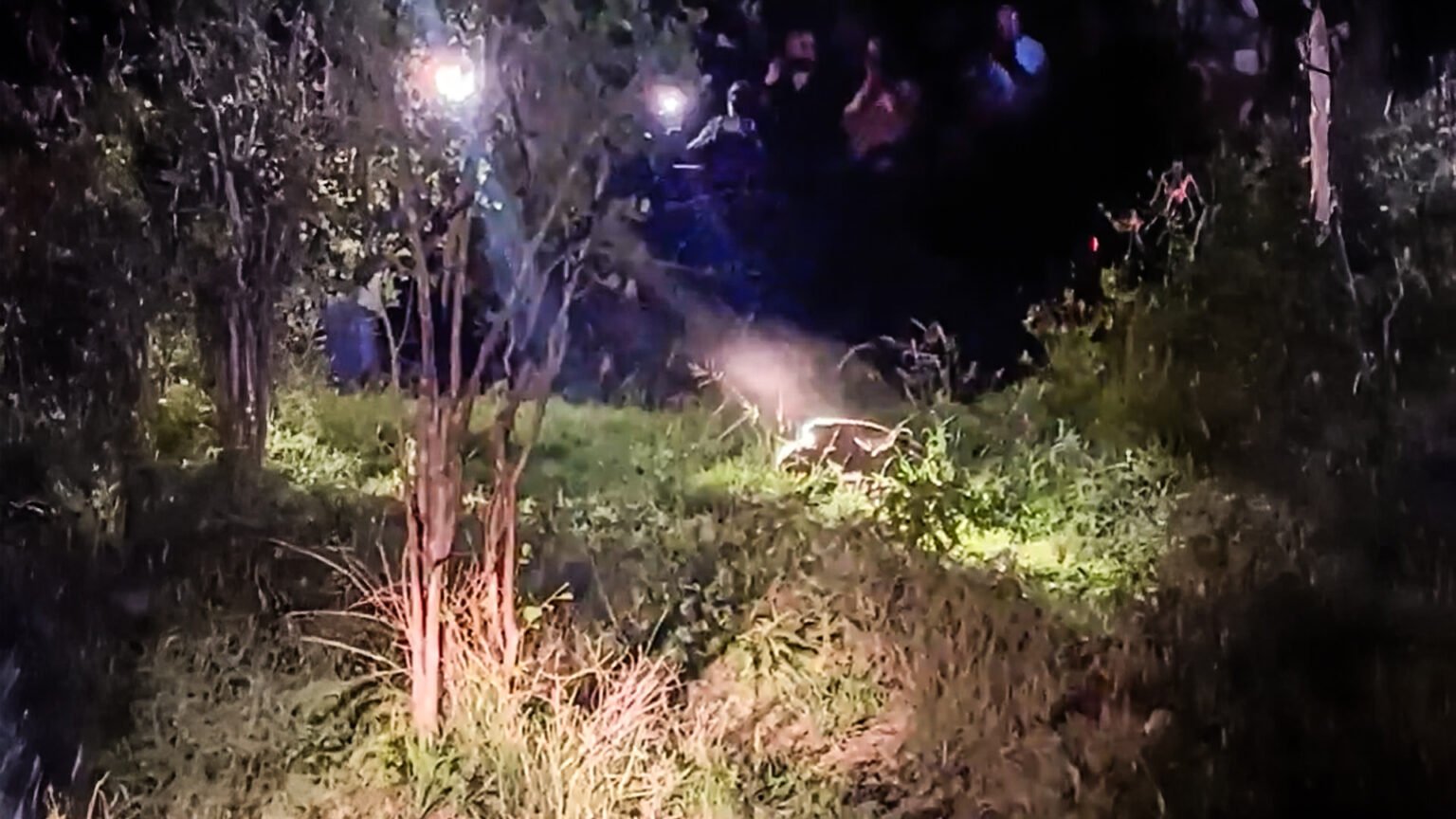 Leopard Slashes At Rare Pangolin