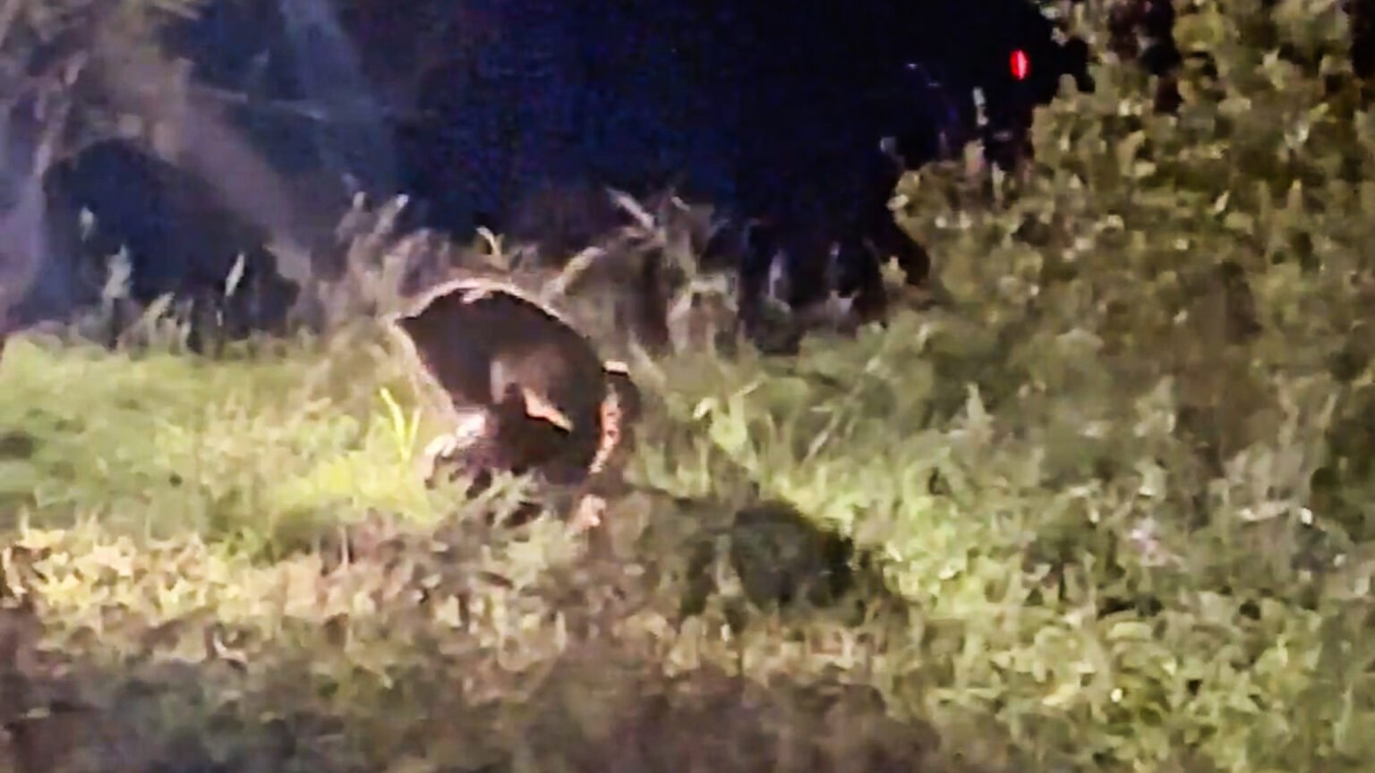 Leopard Slashes At Rare Pangolin