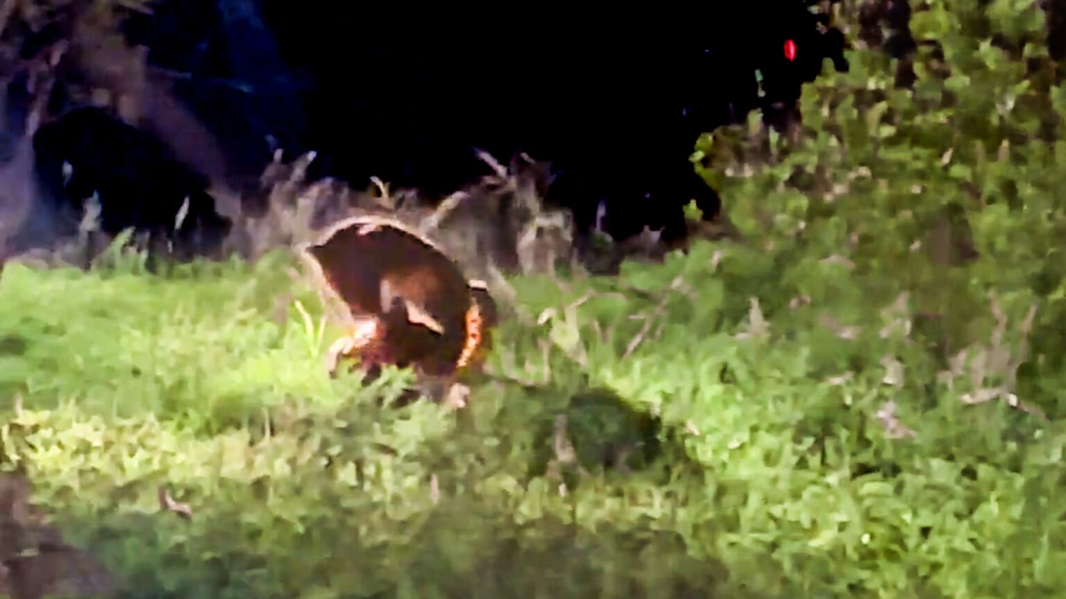 Leopard Slashes At Rare Pangolin