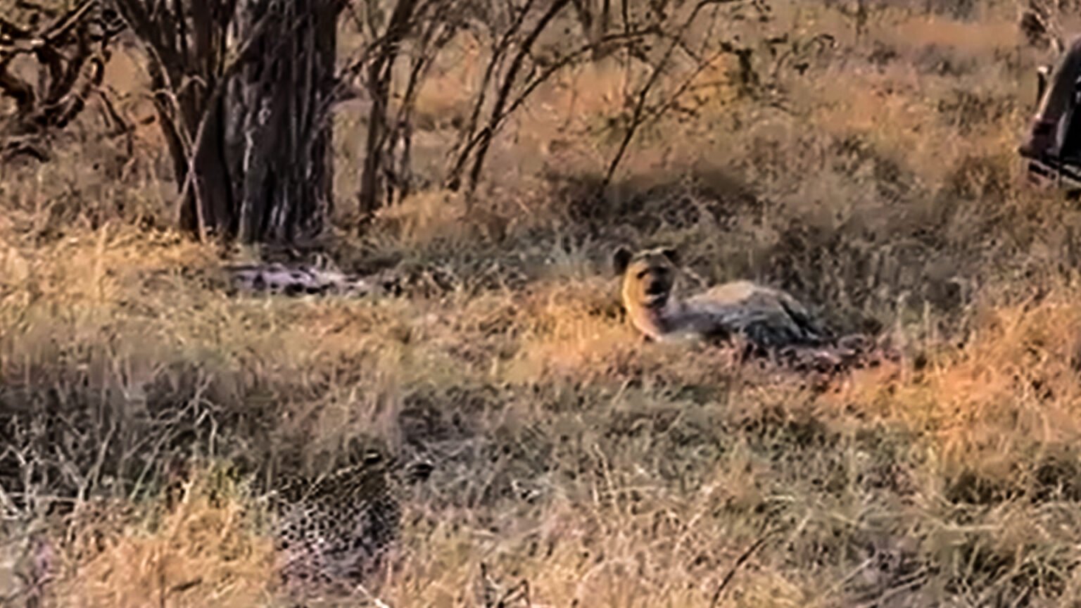 Leopard Tries Snatching Kill From Hyena