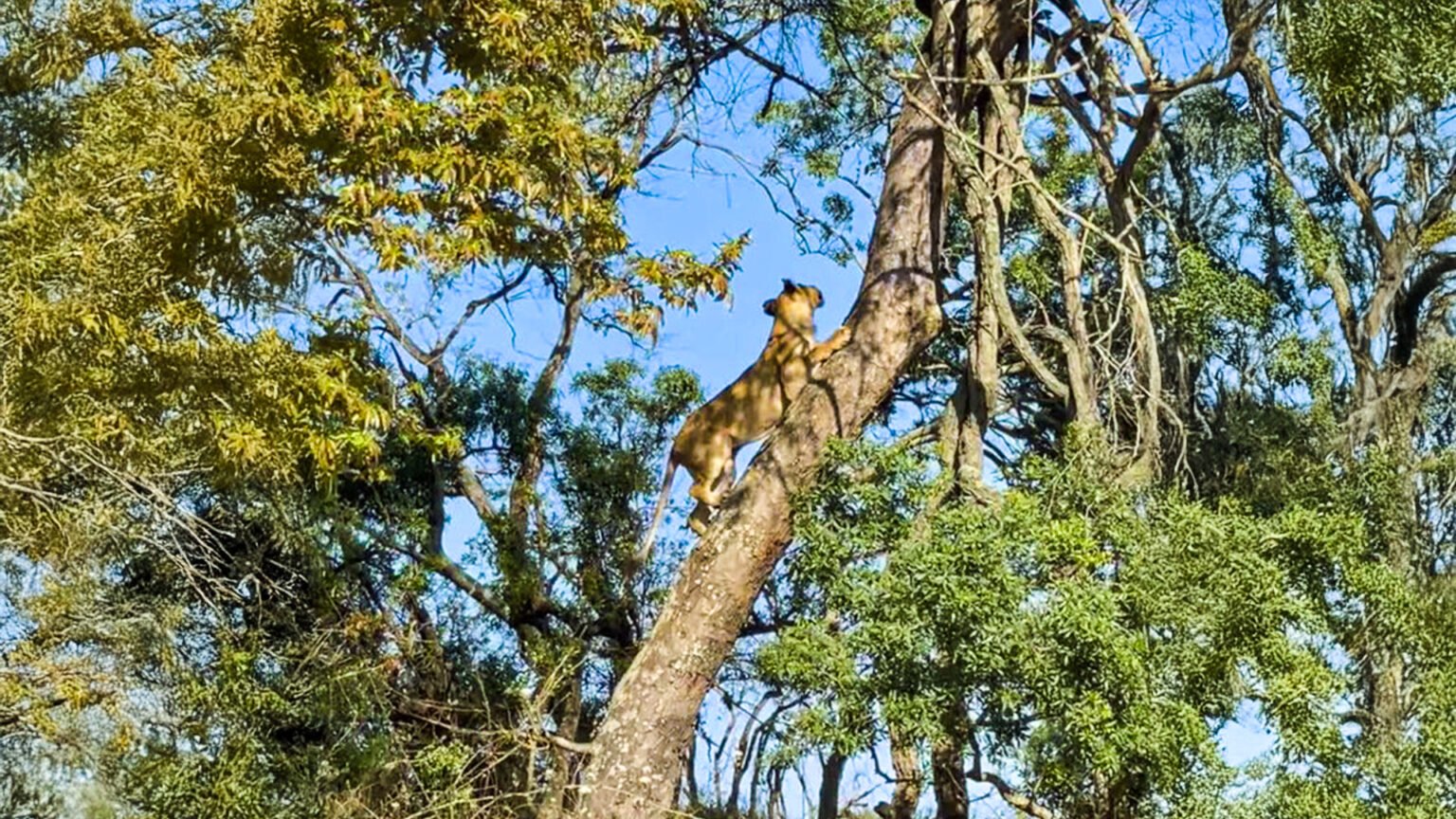 Lion Snatches Leopard's Hard-Earned Kill