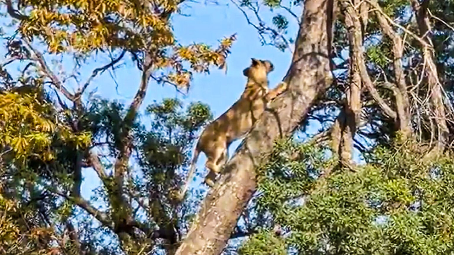 Lion Snatches Leopard's Hard-Earned Kill