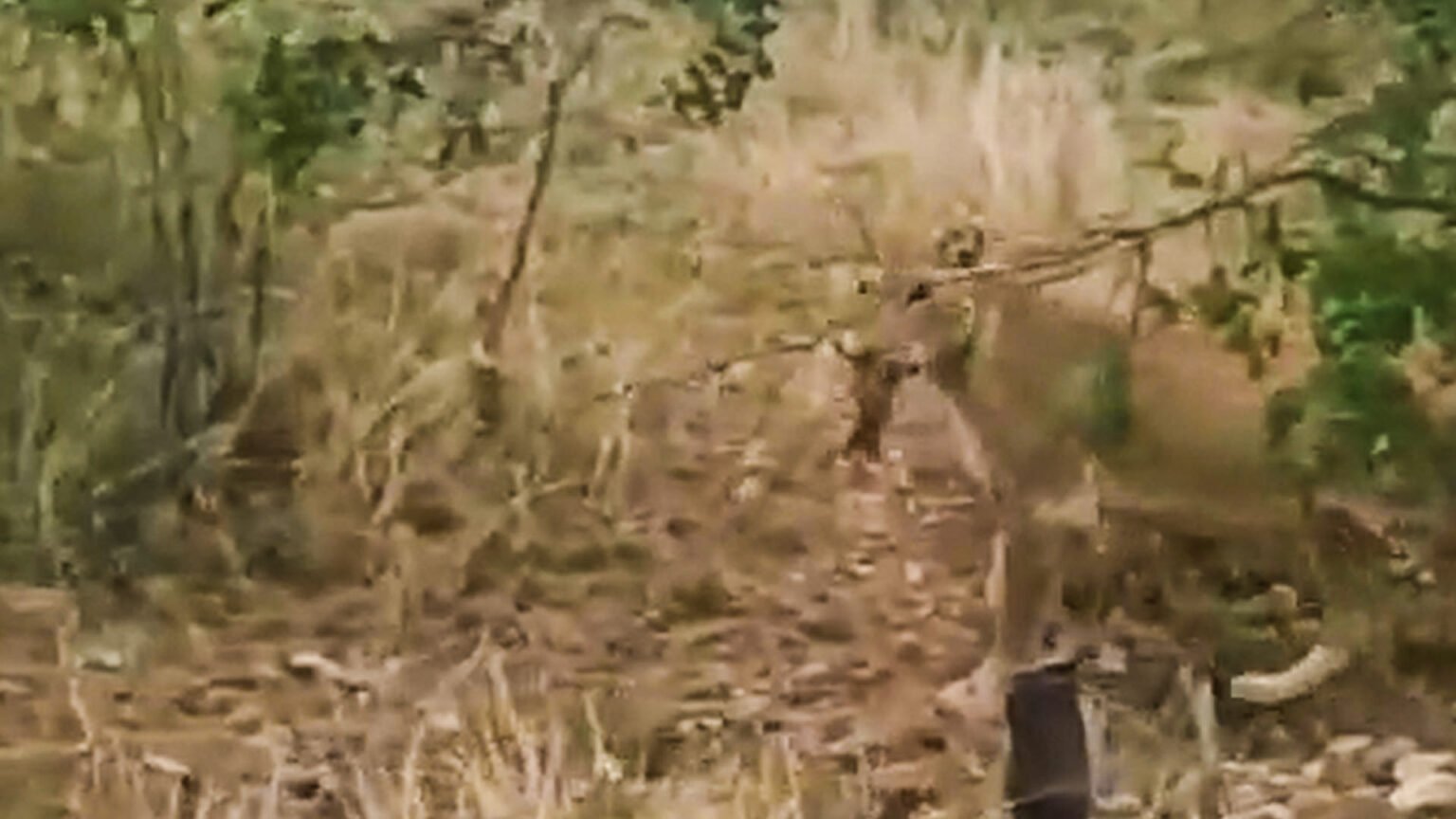 Lions Dig Out Warthog From Hidden Burrow