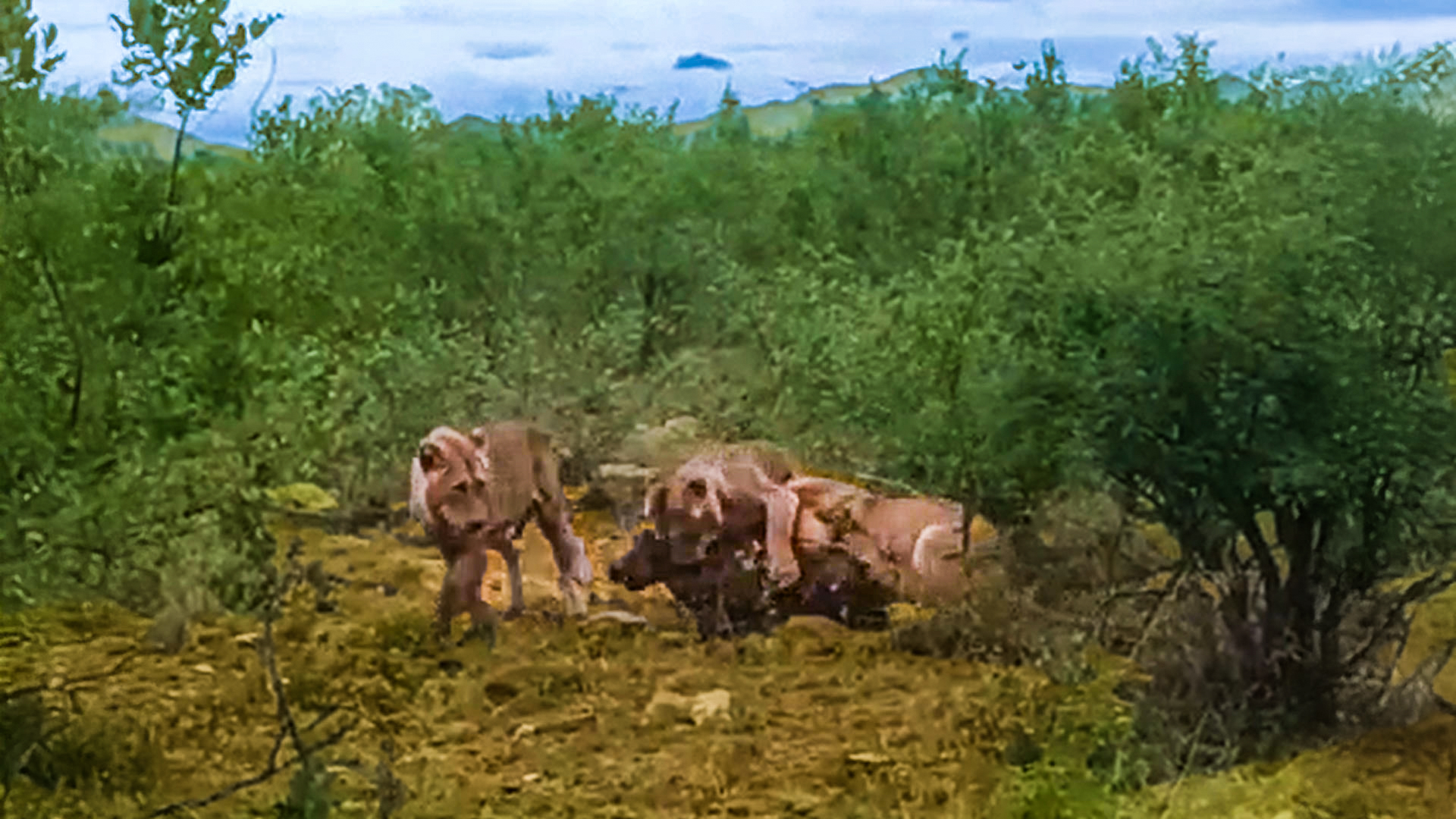 Lions Dig Out Warthog From Hidden Burrow